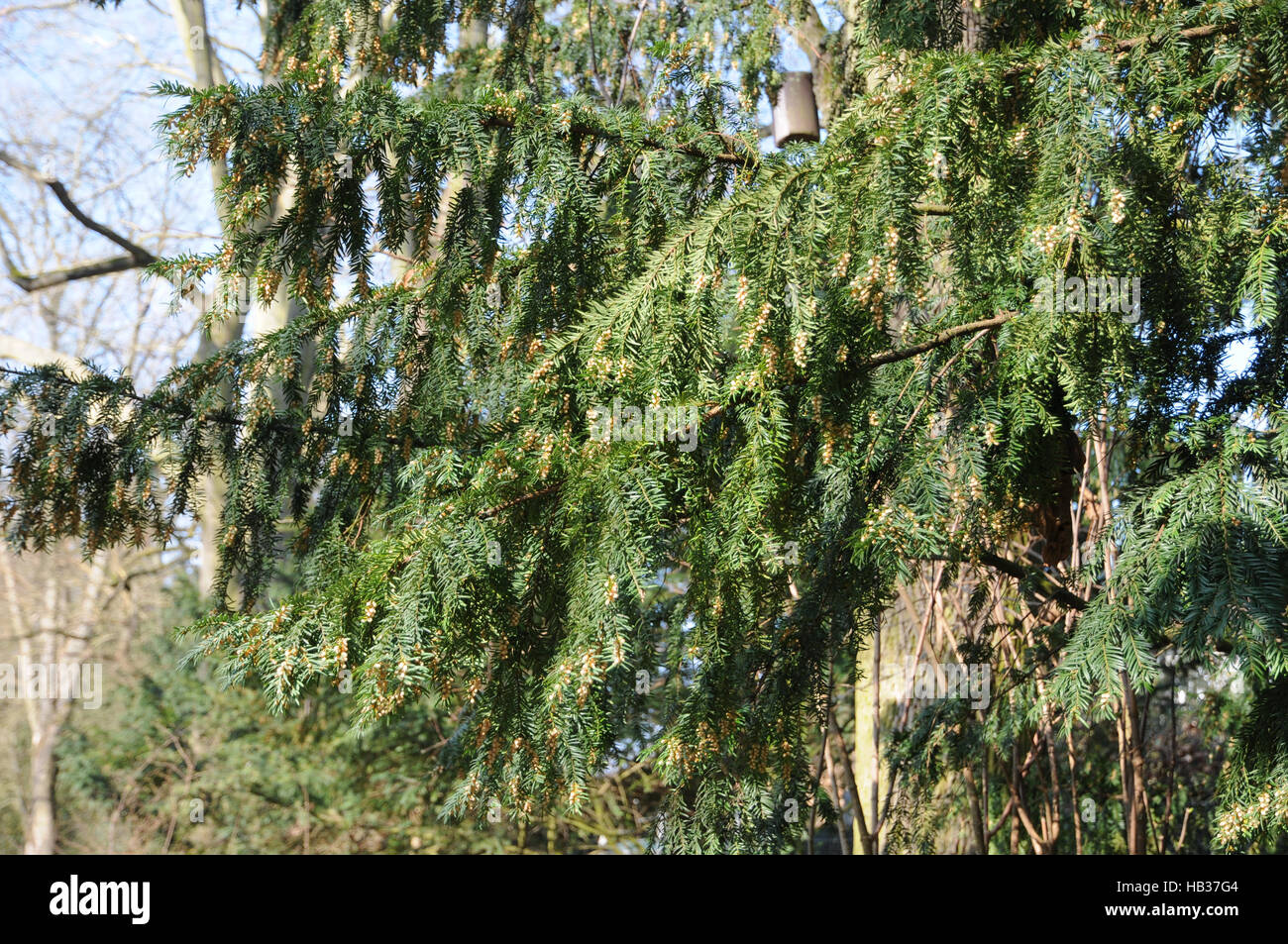 Yew branches hi-res stock photography and images - Alamy