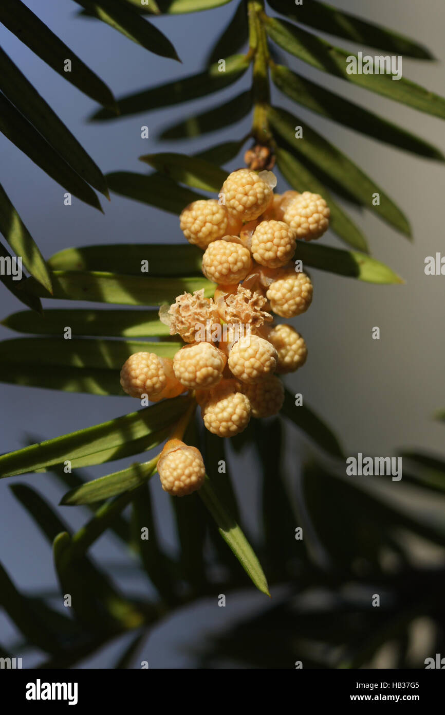 Taxus baccata, Yew, male flowers Stock Photo - Alamy