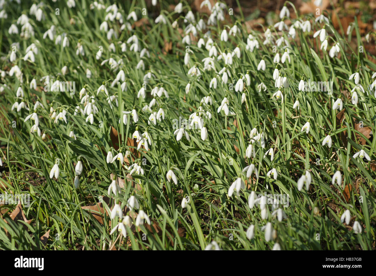 Galanthus nivalis, Snowdrop Stock Photo - Alamy