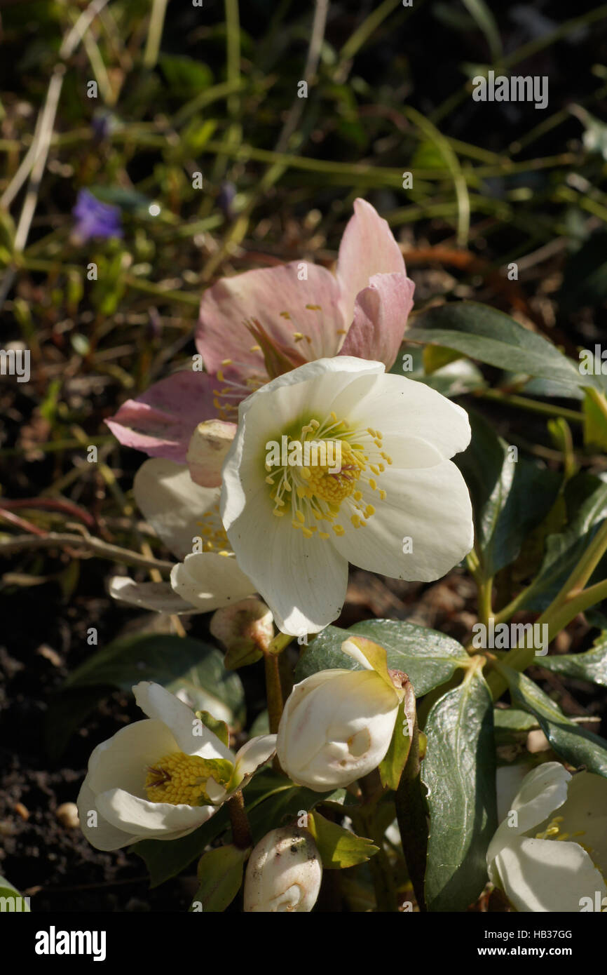 Helleborus niger, Hellebore Stock Photo - Alamy