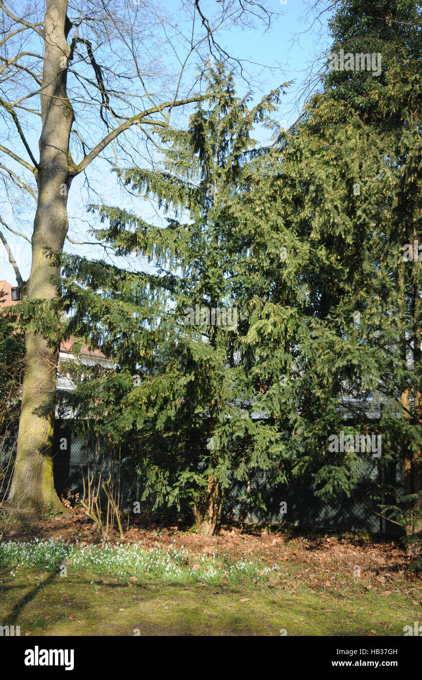 Taxus baccata, Yew, flowering tree Stock Photo - Alamy