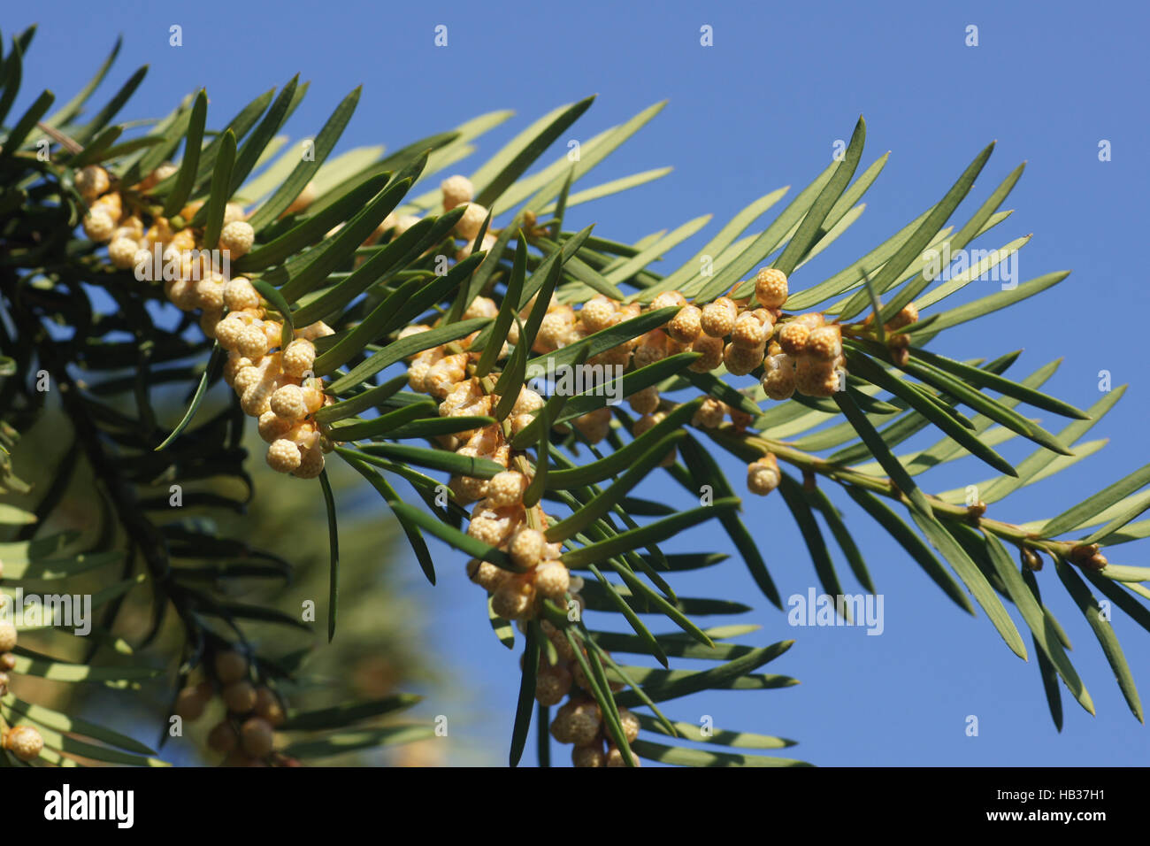 Male flowers of the yew tree hi-res stock photography and images - Alamy