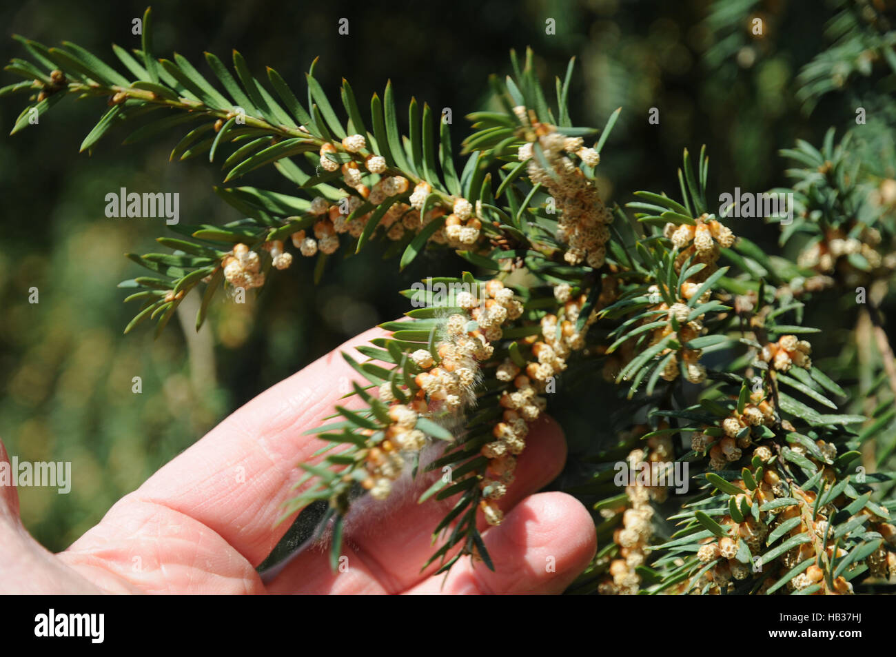 Taxus baccata, Yew, dusty pollen Stock Photo - Alamy