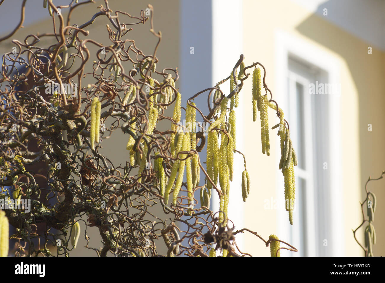 Corkscrew hazel tree hi-res stock photography and images - Alamy