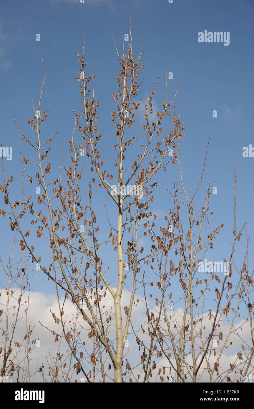 Populus tremula, Aspen, flowering tree Stock Photo - Alamy