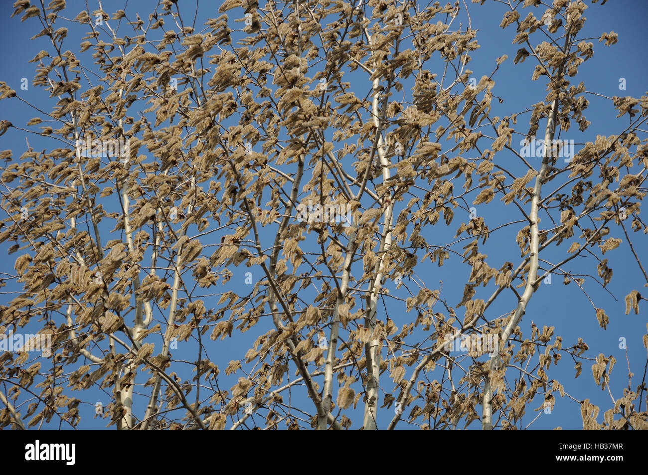 Populus tremula, Aspen, flowering tree Stock Photo - Alamy