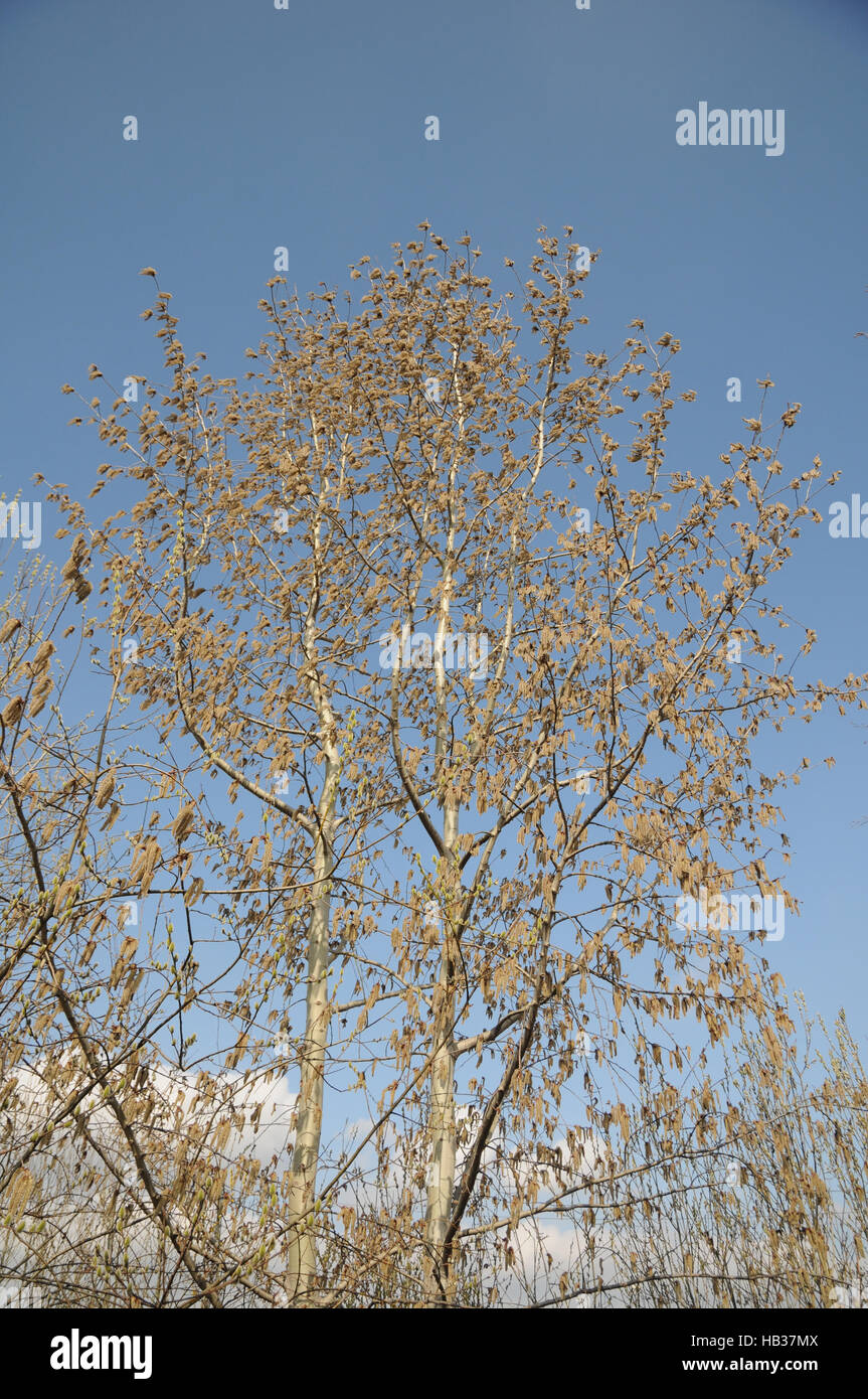 Populus tree hi-res stock photography and images - Alamy