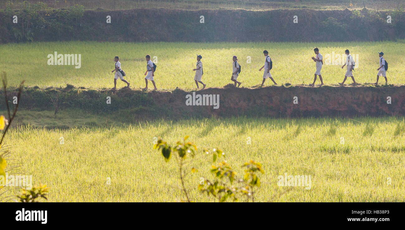 boys walking to school along path across rice paddy, early in the ...
