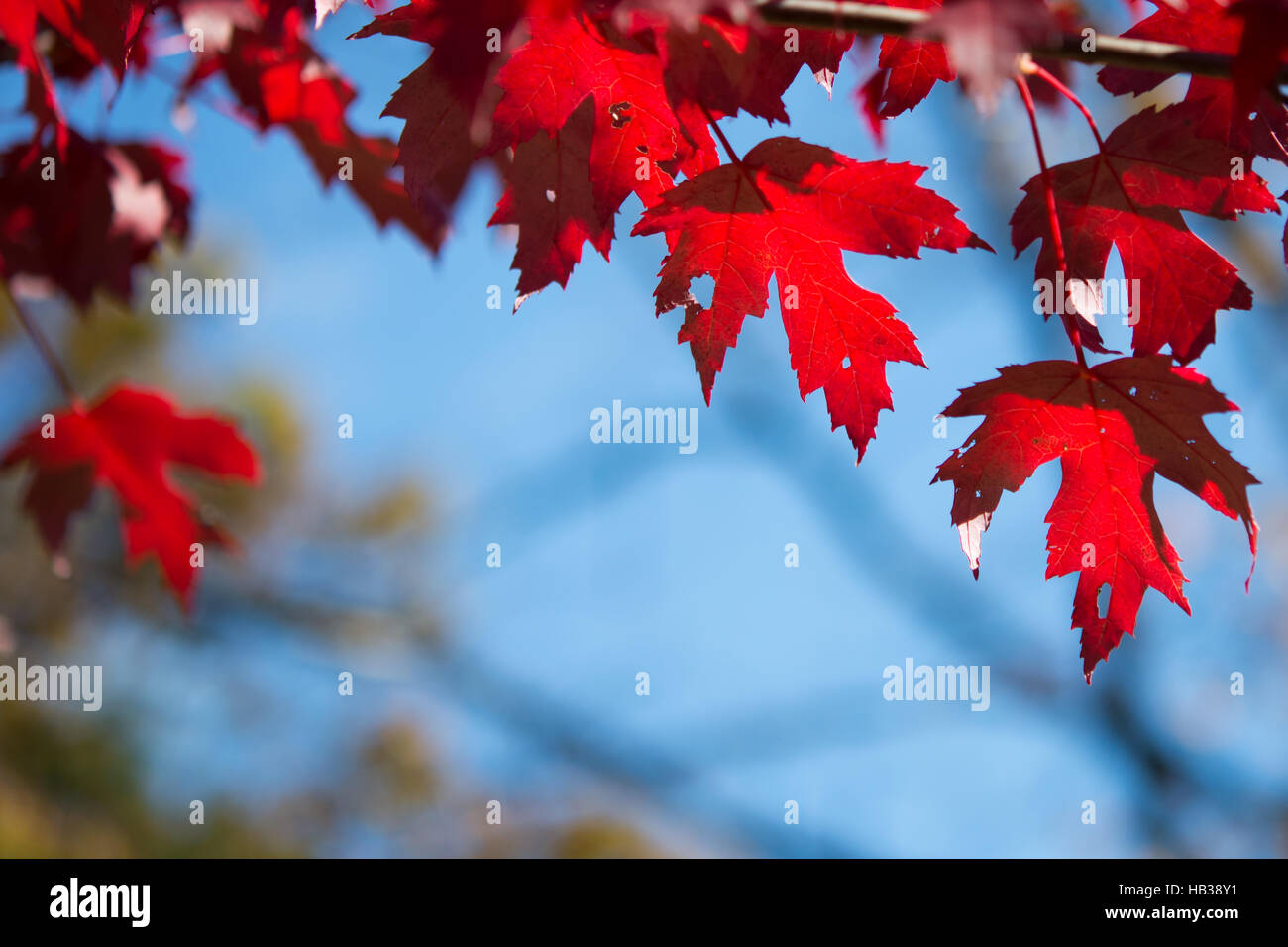 Red maple leaves during autumn in Michigan Stock Photo - Alamy