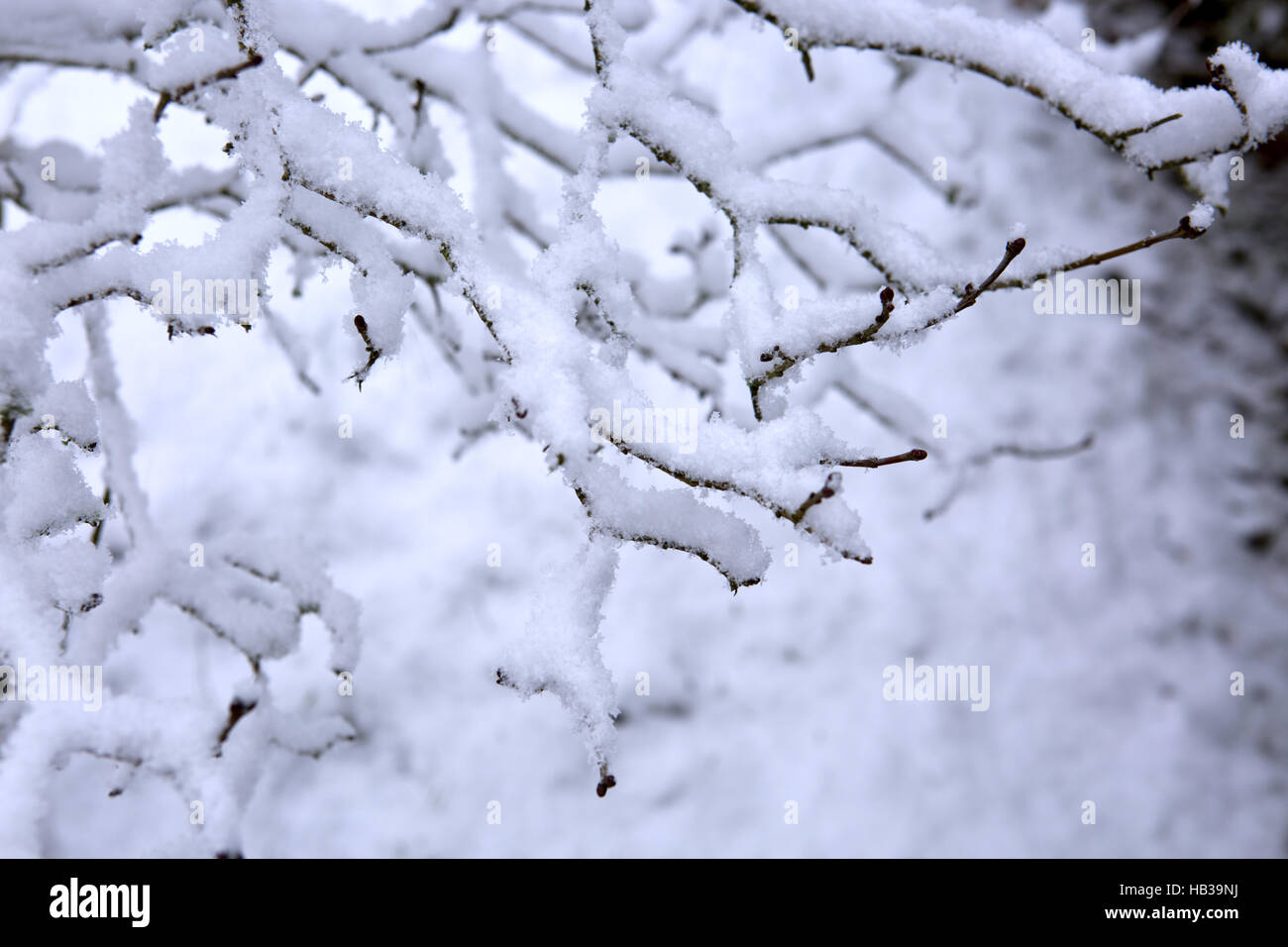 Twing branch hi-res stock photography and images - Alamy