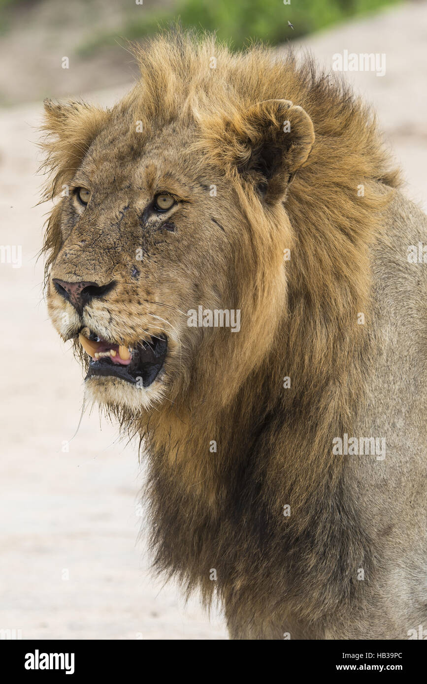 Panthera leo rsa hi-res stock photography and images - Alamy