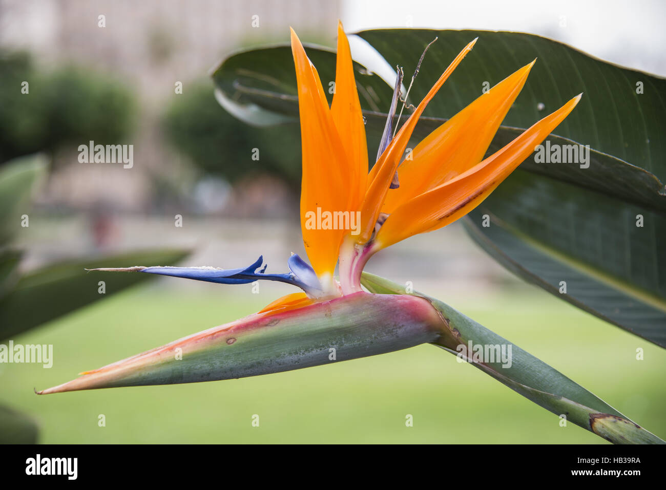Strelitzia (Strelitzia reginae Stock Photo - Alamy