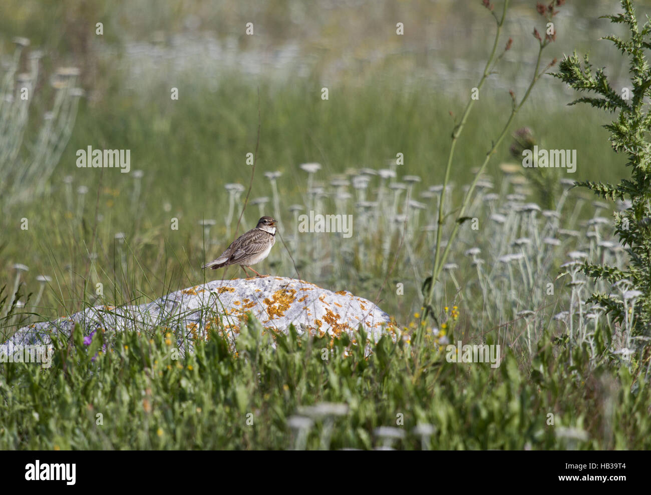 Calandra Lark, Bulgaria Stock Photo - Alamy