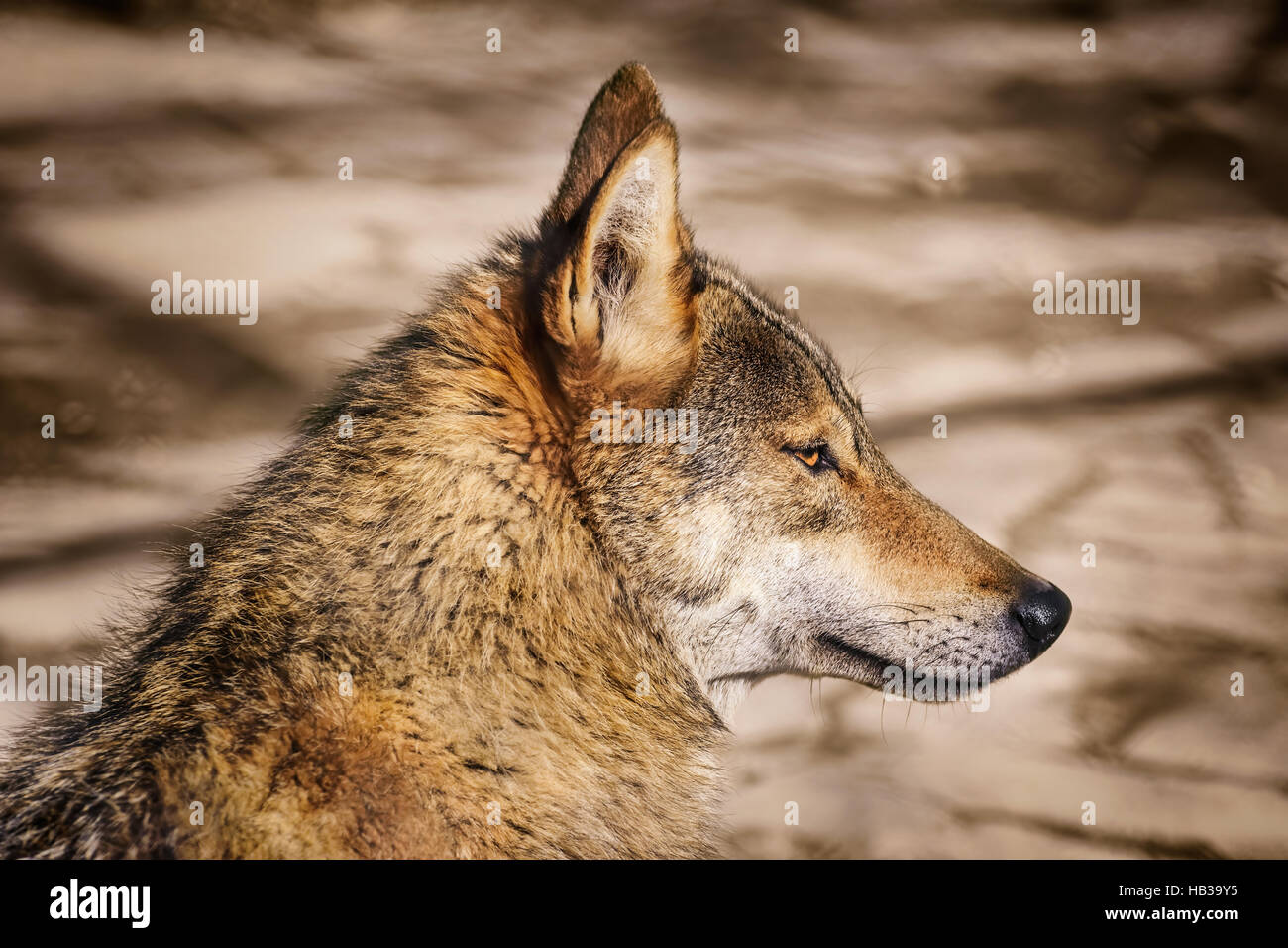 Portrait of Wolf Stock Photo - Alamy