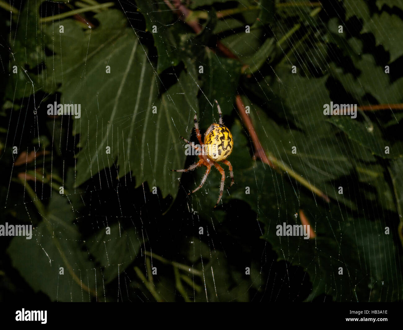 Yellow Garden Spider at Night in Web Stock Photo - Alamy