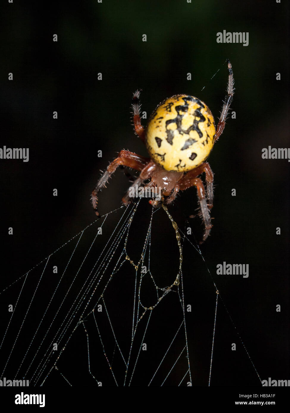 Yellow Garden Spider at Night in Web Stock Photo - Alamy
