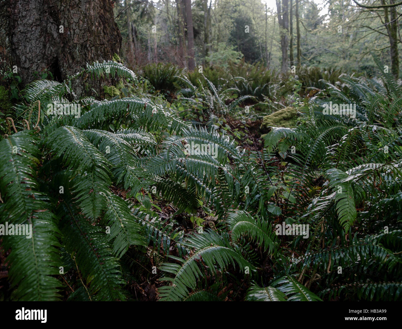 Old Growth Forest Near Seattle Washington Stock Photo - Alamy