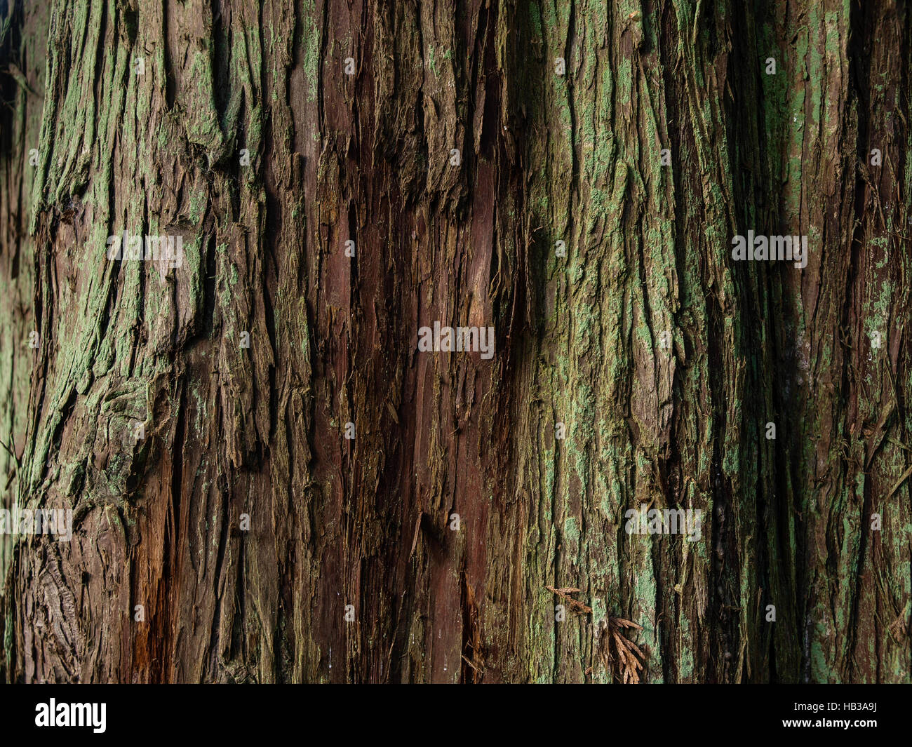 Old Growth Forest Near Seattle Washington Stock Photo - Alamy