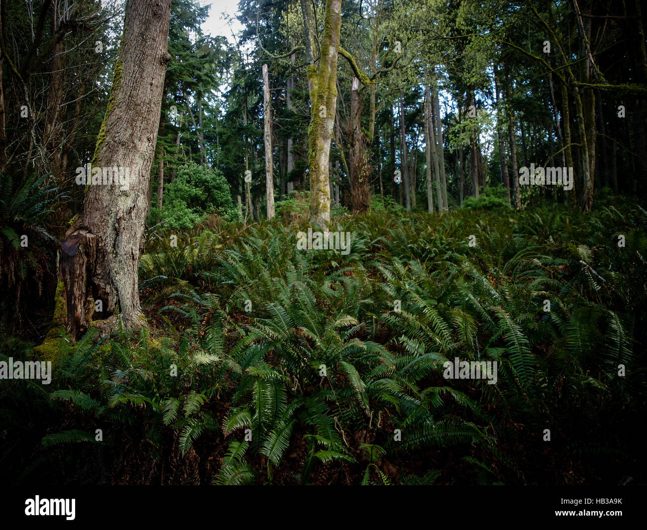 Old Growth Forest Near Seattle Washington Stock Photo - Alamy