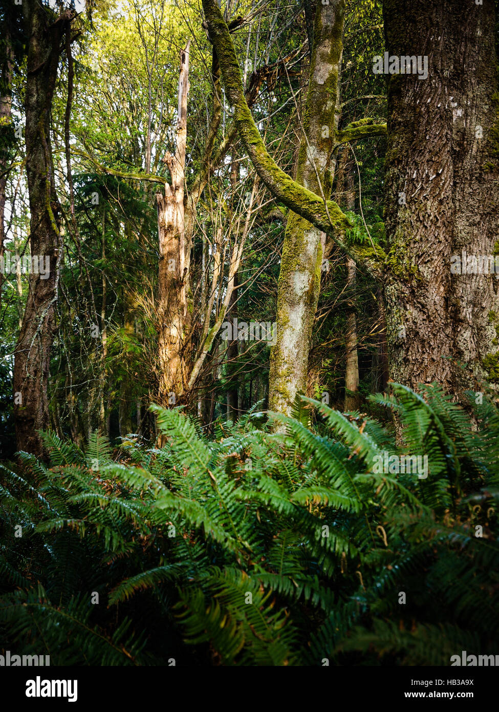 Old Growth Forest Near Seattle Washington Stock Photo - Alamy