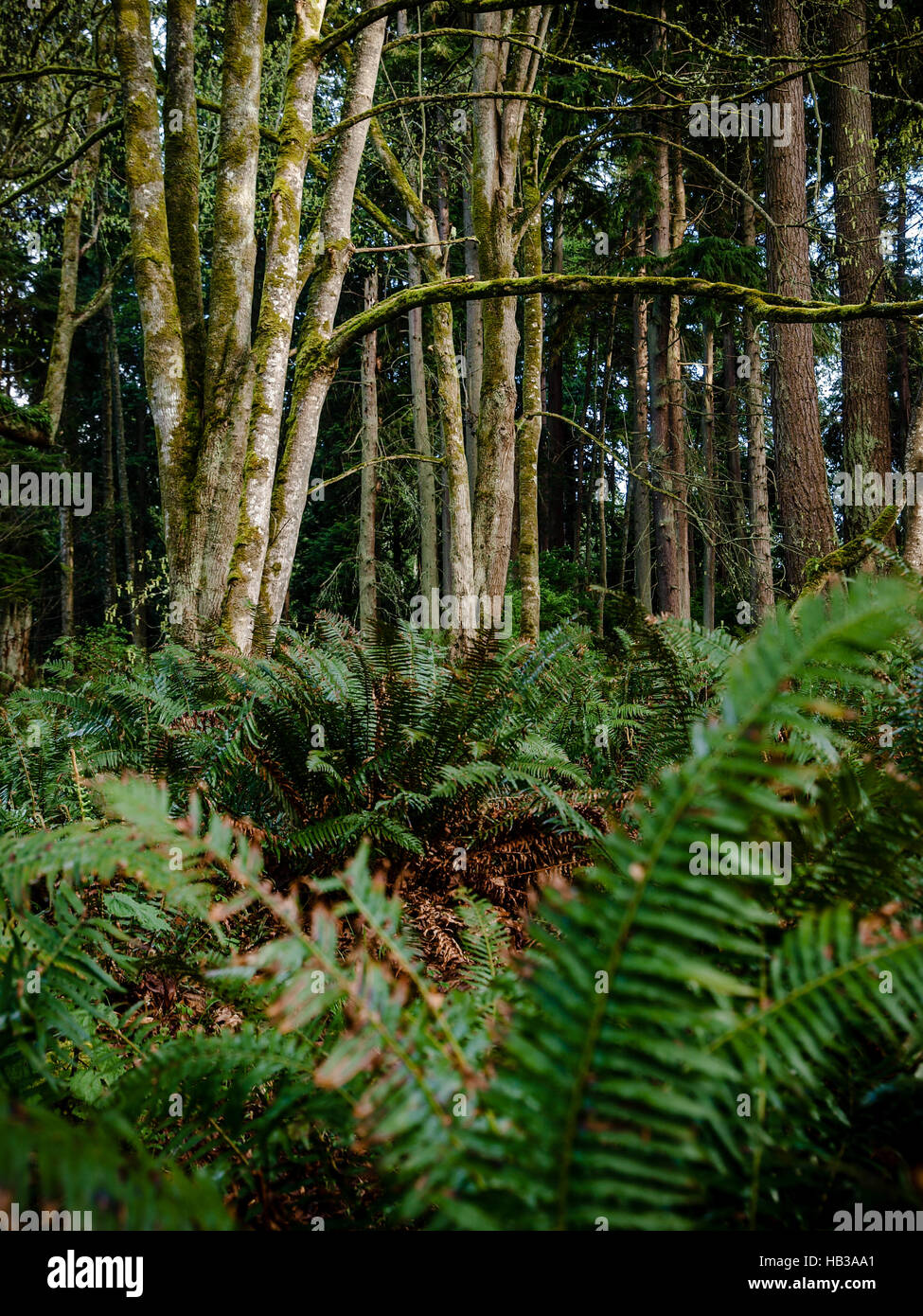 Old Growth Forest Near Seattle Washington Stock Photo - Alamy