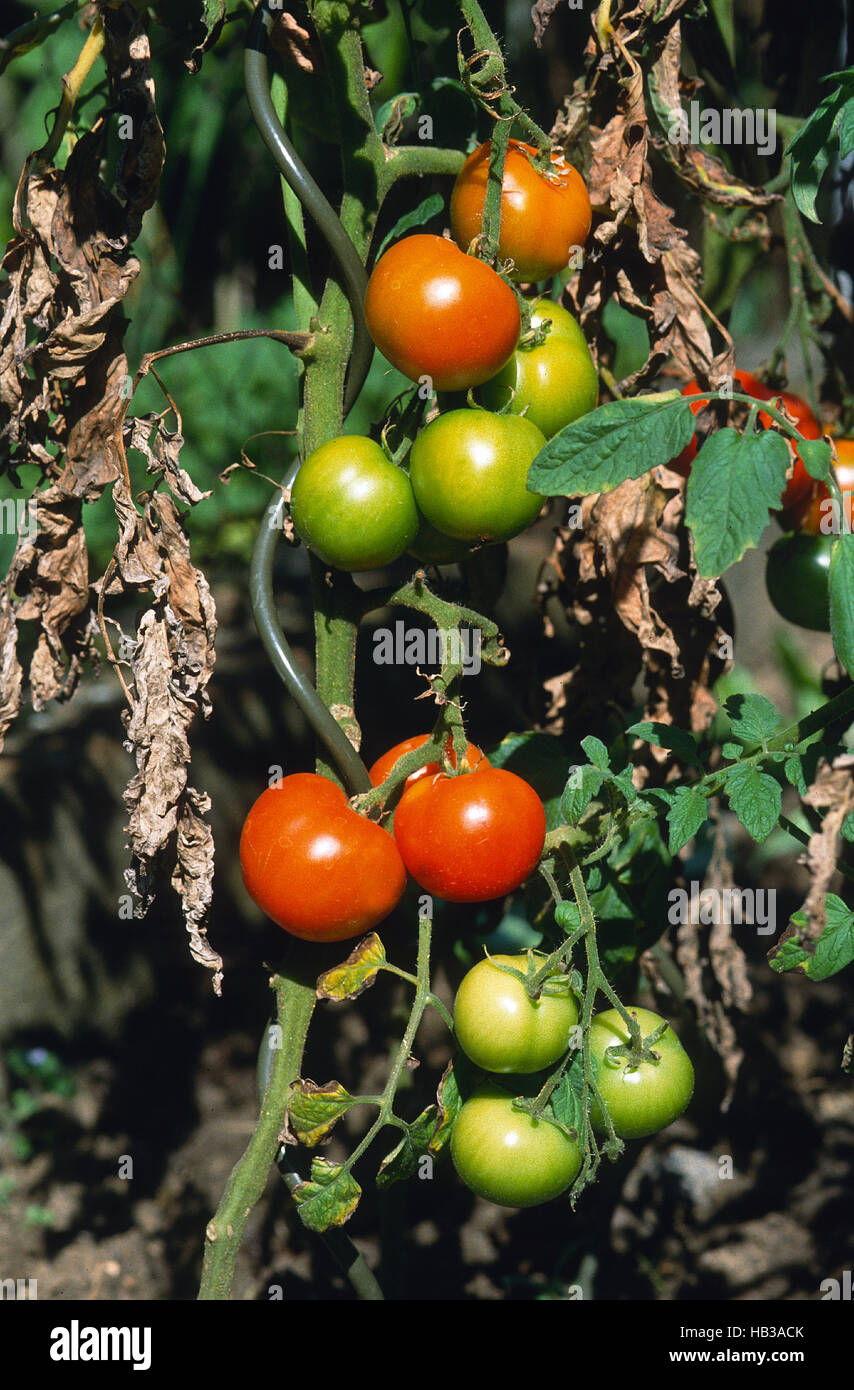 tomato, Solanum lycopersicum Stock Photo - Alamy