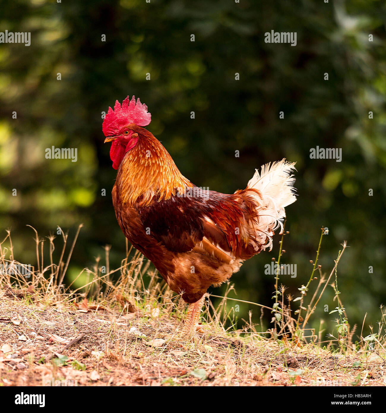 Barnyard hahn hi-res stock photography and images - Alamy