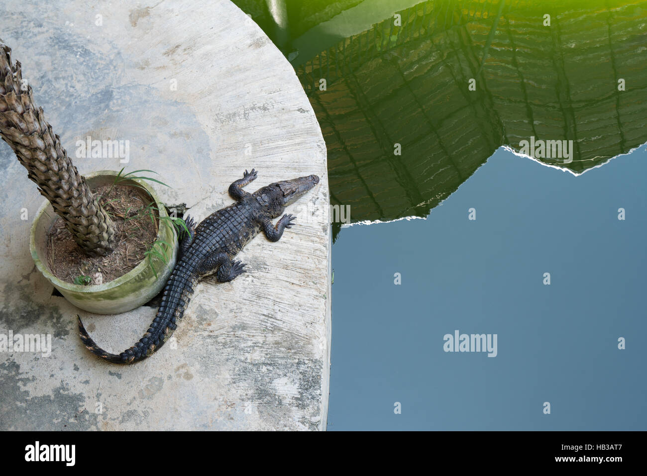 Alligator Outline Top