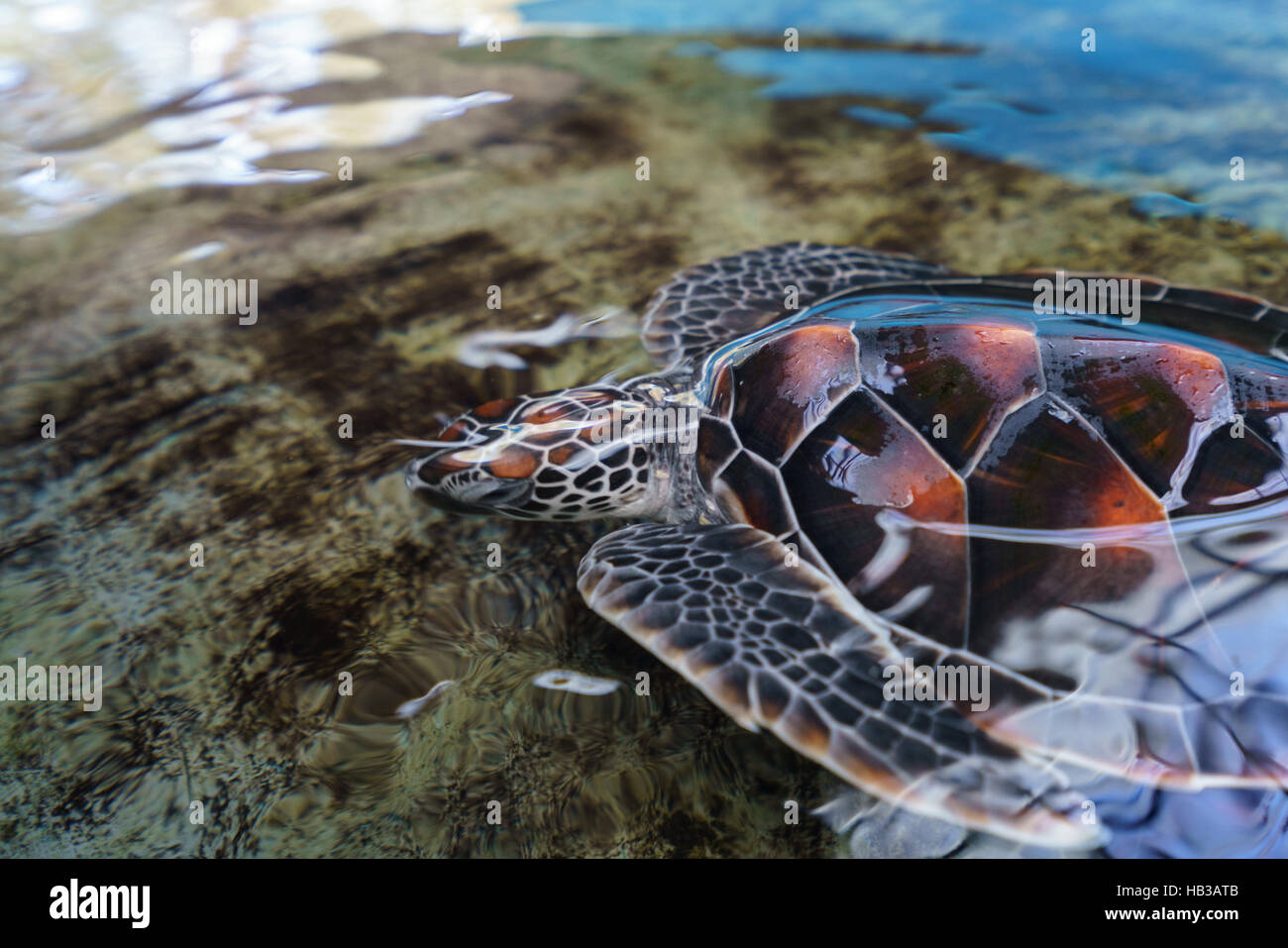 Phuket sea turtle hi-res stock photography and images - Alamy