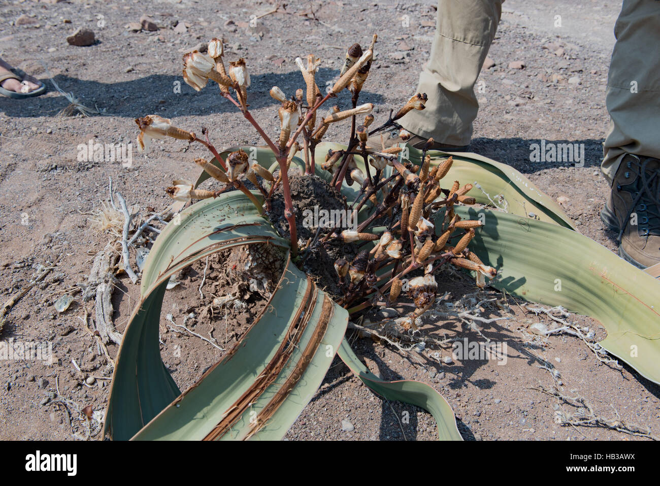 Namibia national flower hi-res stock photography and images - Alamy