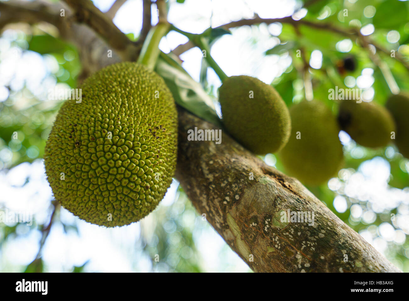 Image of breadfruit on tree. Phuket, Thailand Stock Photo - Alamy