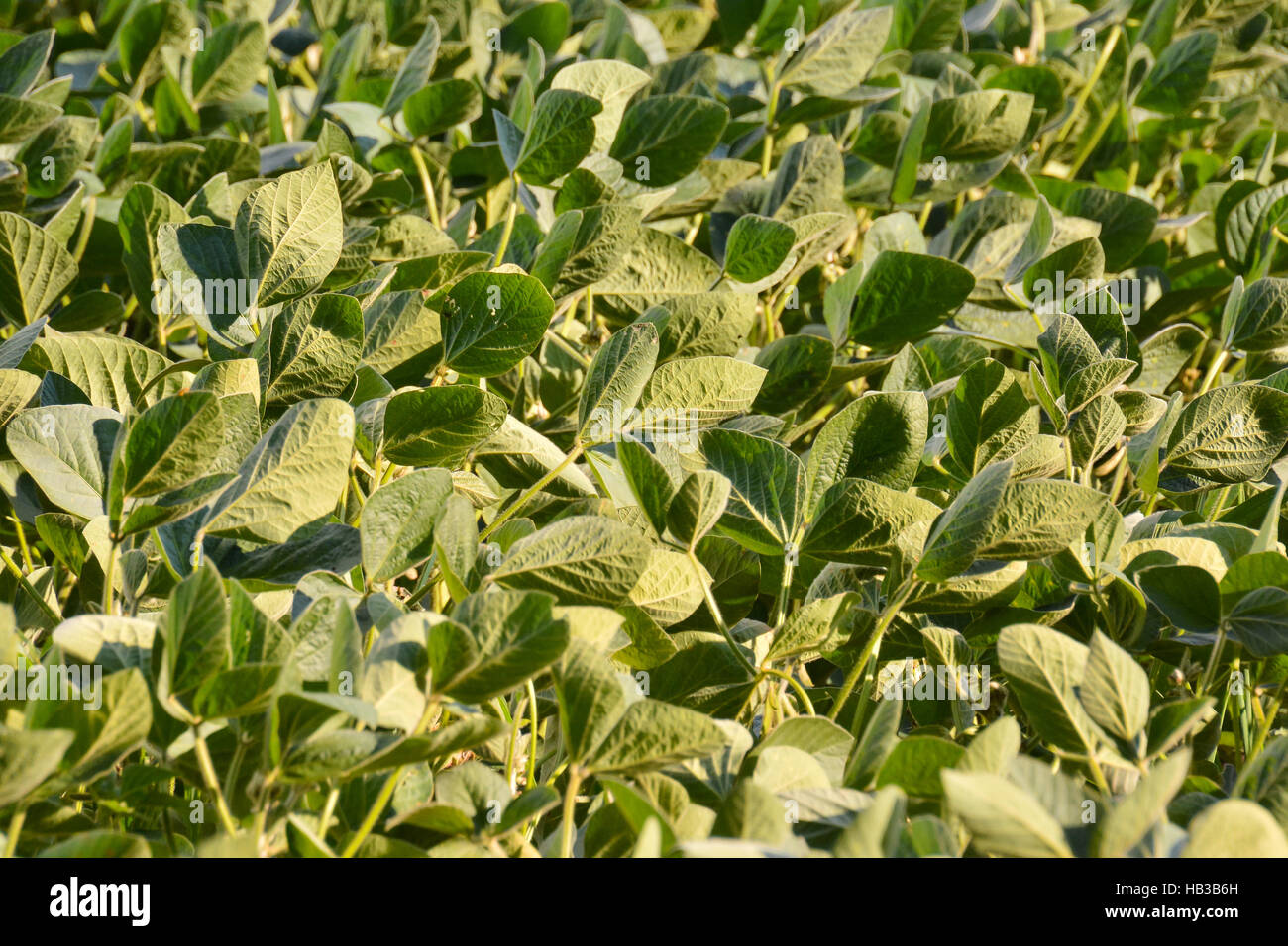 Soya bean plant hi-res stock photography and images - Alamy