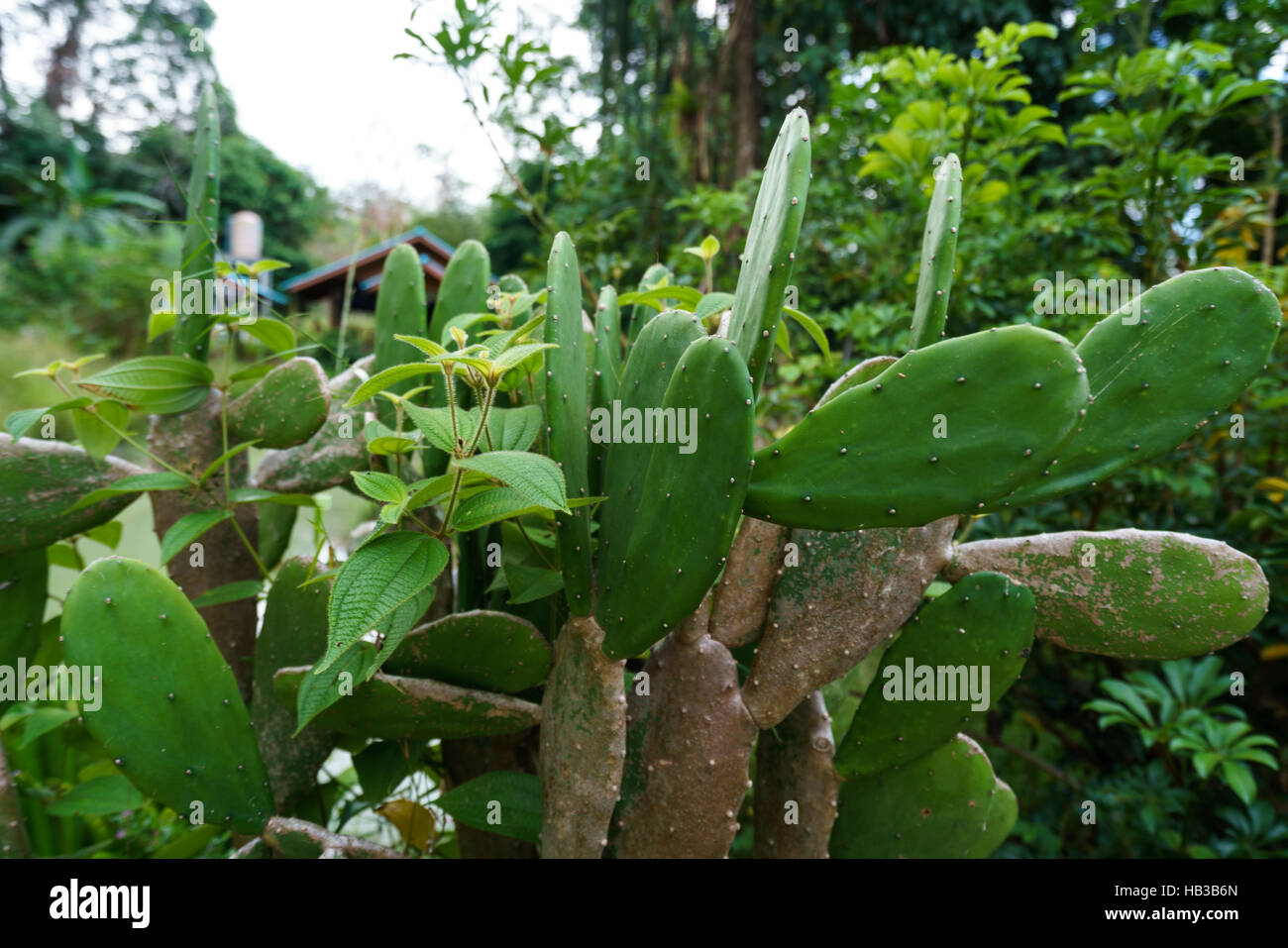 Image of cactus in rainforest. Phuket, Thailand Stock Photo - Alamy