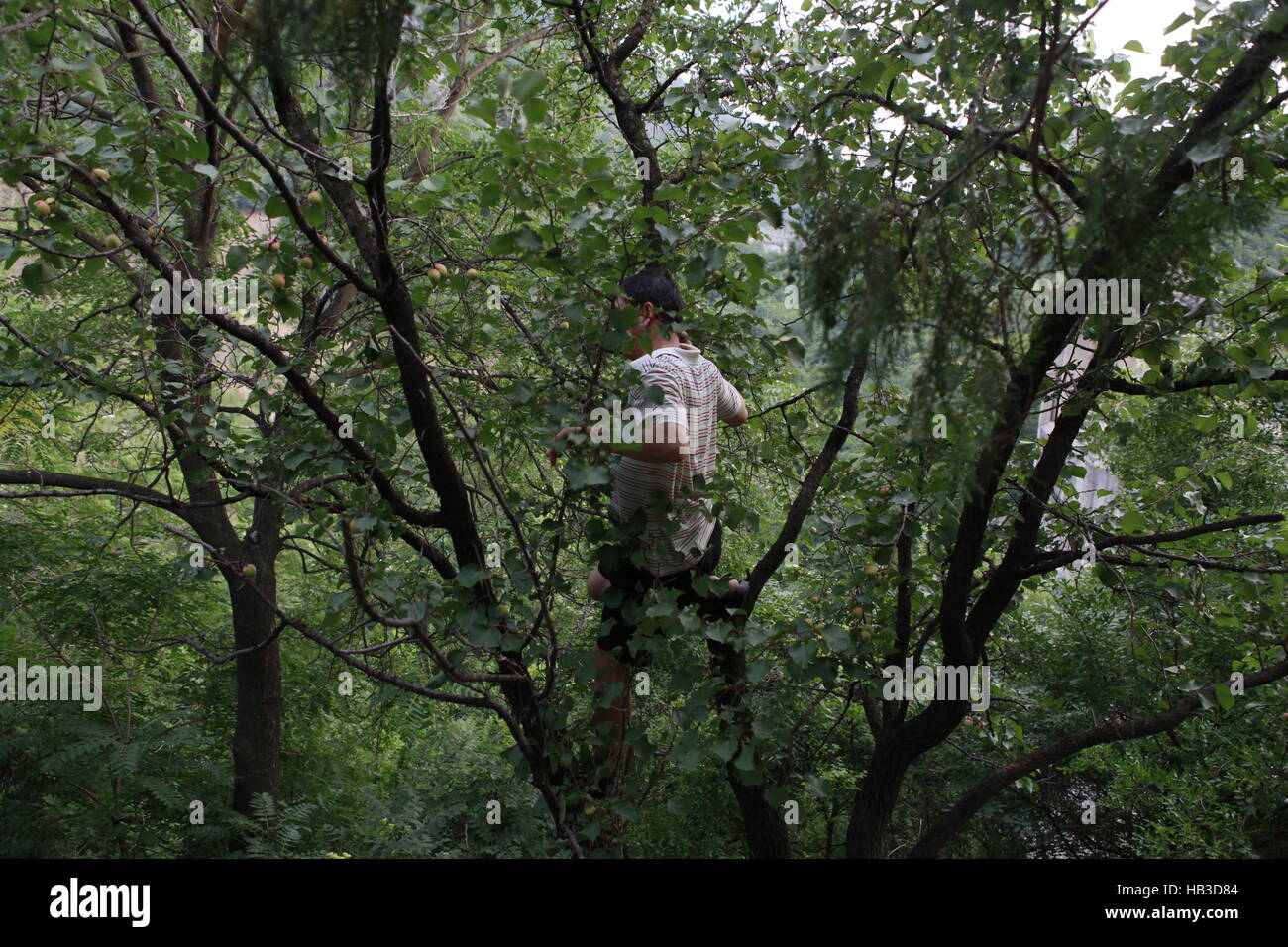 man on tree Stock Photo - Alamy