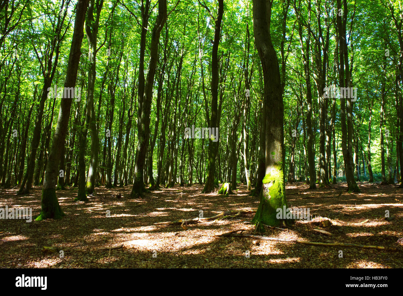 Sunrise in deciduous forest in spring hi-res stock photography and ...