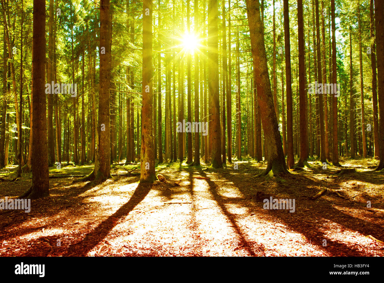 Sunlight in the green forest Stock Photo - Alamy