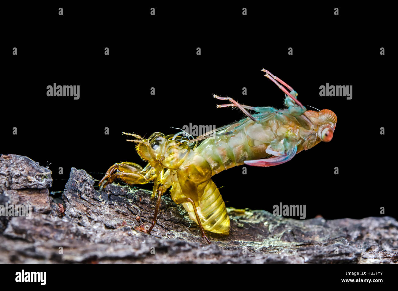Cicada life cycle hi-res stock photography and images - Alamy