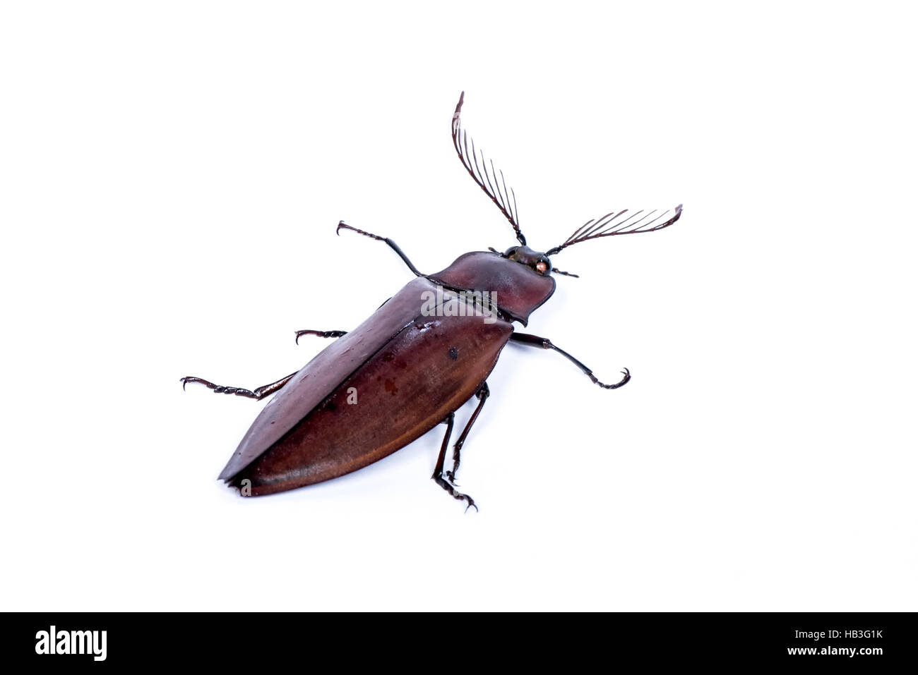 Big eyed click beetle Cut Out Stock Images & Pictures - Alamy