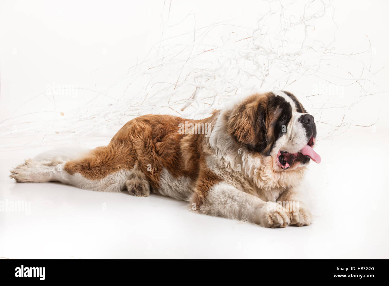Big St. Bernard Stock Photo - Alamy