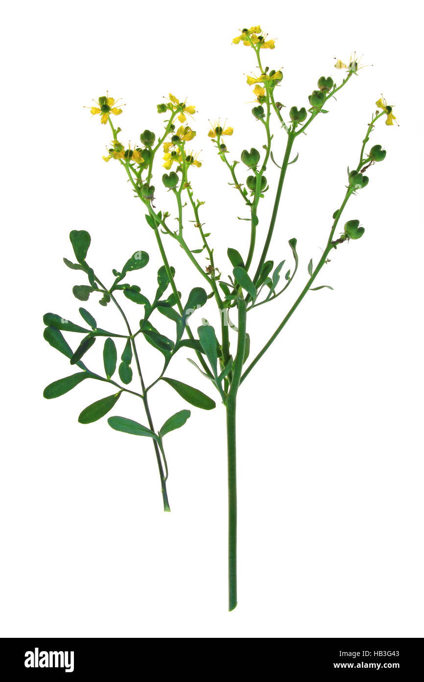 Common rue medicinal herb flower hi-res stock photography and images ...