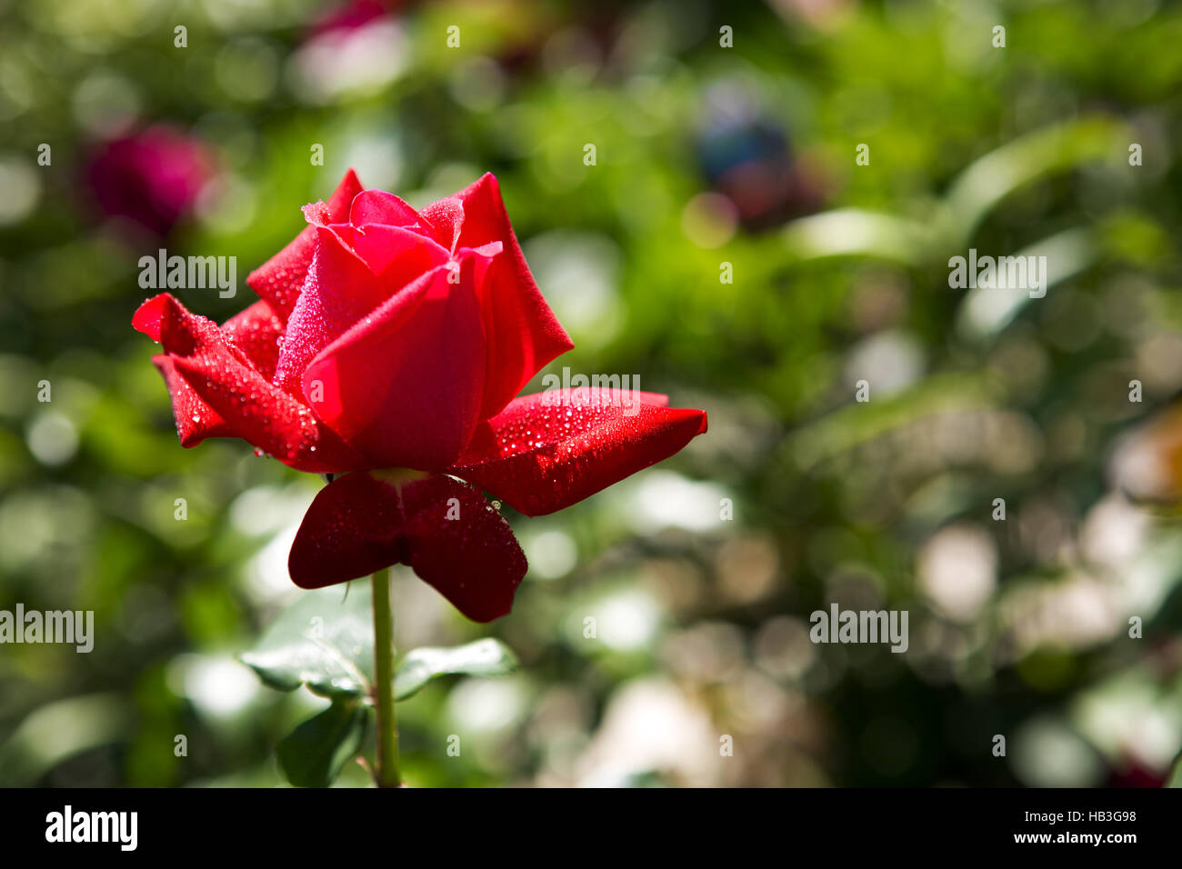Garden red rose hi-res stock photography and images - Alamy