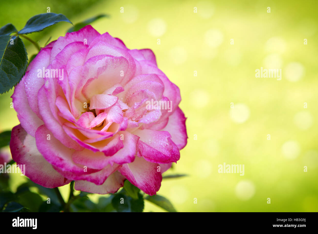 Pink Rose Blooming in Garden Stock Photo - Alamy