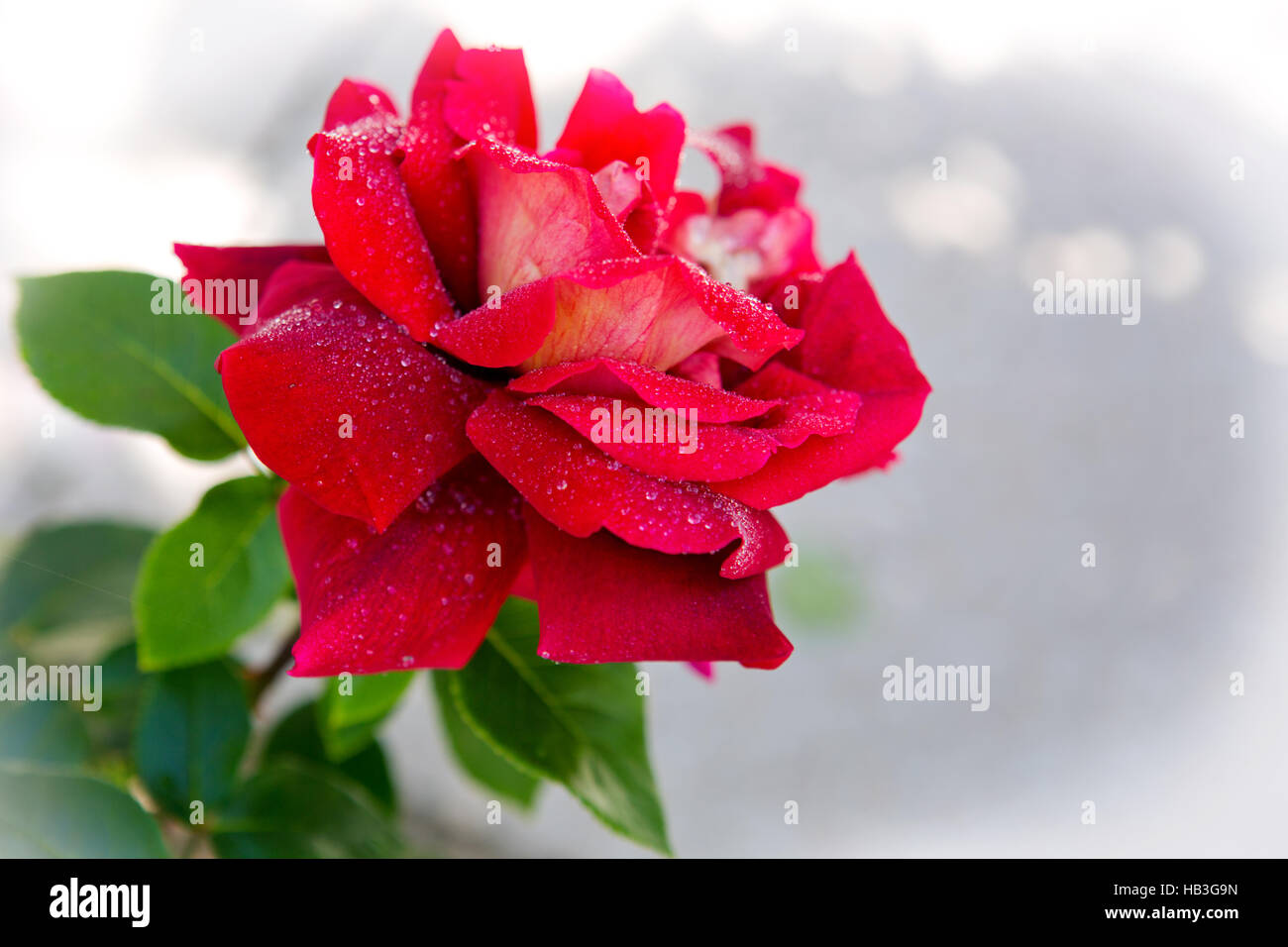 Garden red rose hi-res stock photography and images - Alamy