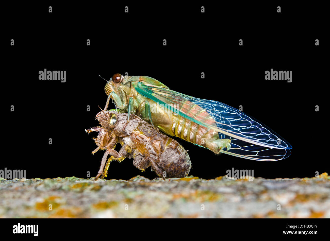 Cicada life cycle hi-res stock photography and images - Alamy