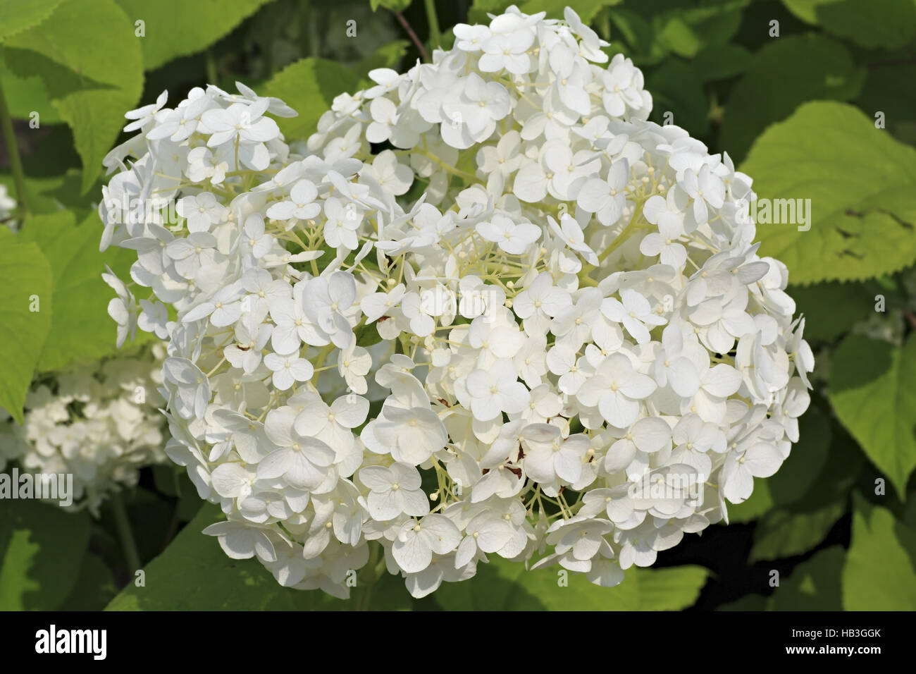 Hydrangea arborescens root hi-res stock photography and images - Alamy