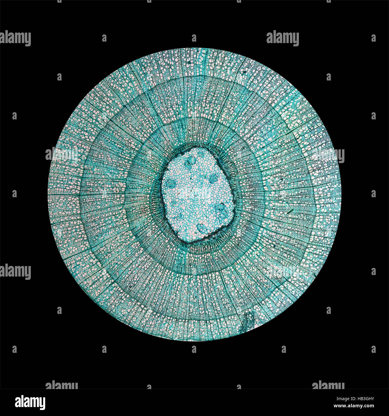 Tilia stem hi-res stock photography and images - Alamy