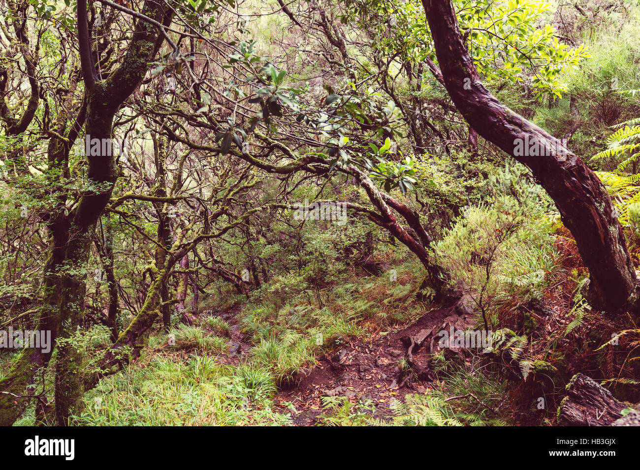 Forest in Madeira Stock Photo - Alamy