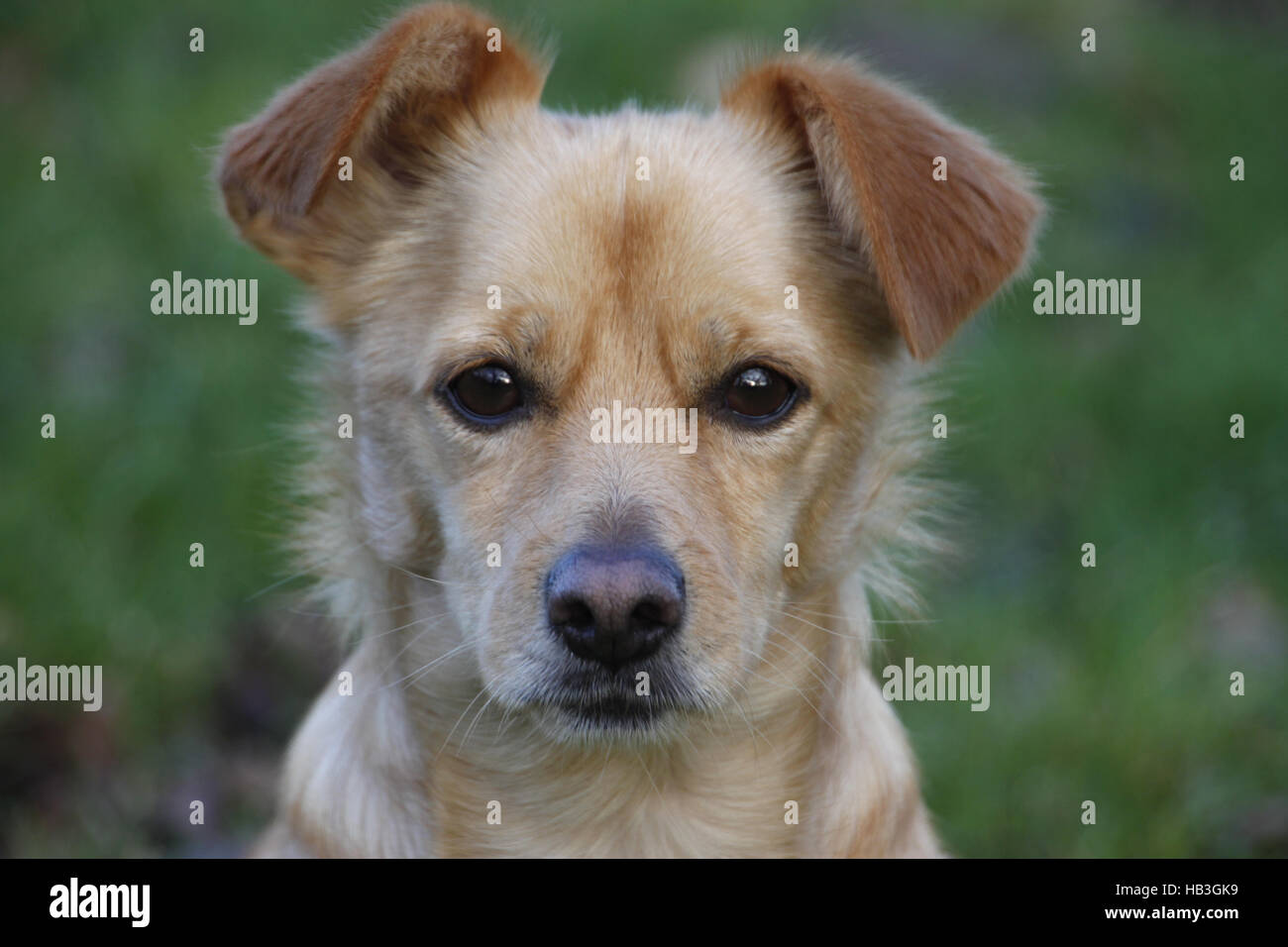 Podenco Maneto High Resolution Stock Photography and Images - Alamy