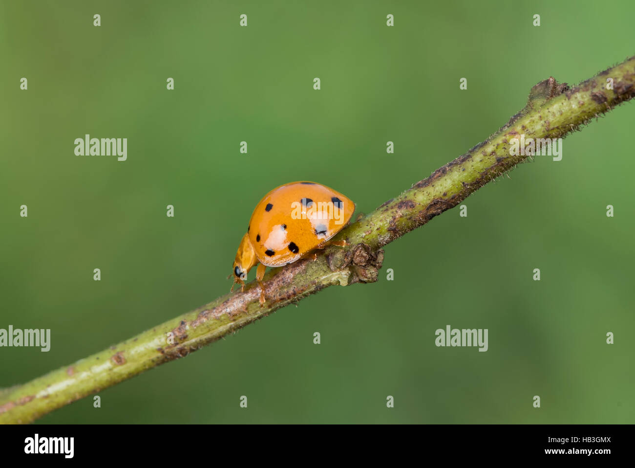 Borneo bug hi-res stock photography and images - Alamy