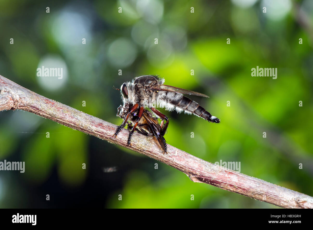 Robber fly with pray Stock Photo - Alamy